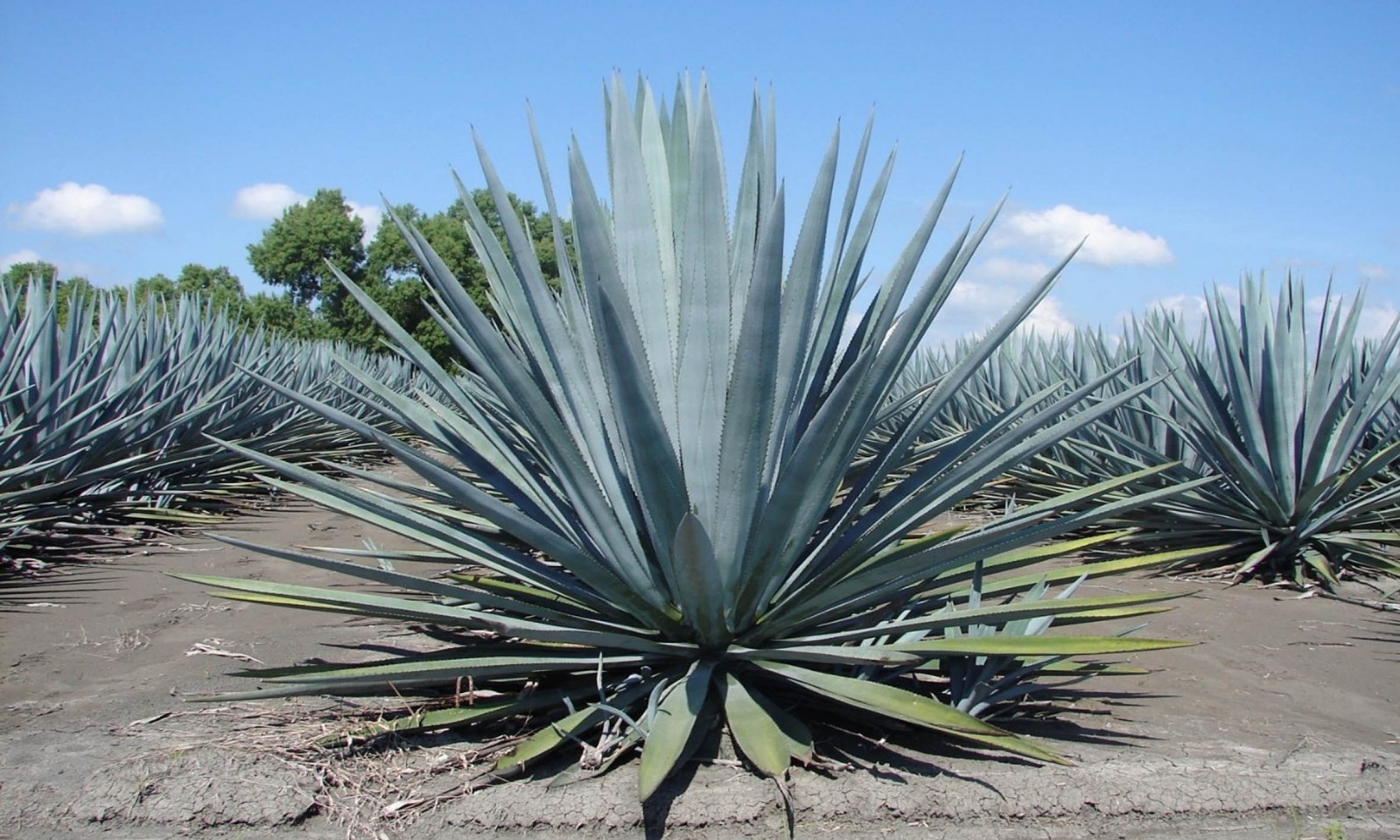 Agave como alternativa al azúcar