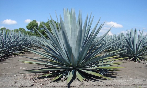 Agave como alternativa al azúcar